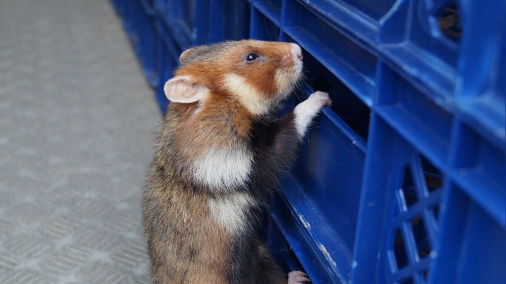 Zagrożony wyginięciem chomik buszował po ulicach Lublina : Lublin112 ...