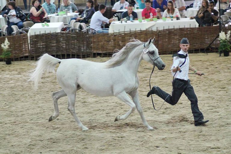 To już koniec Pride of Poland? Najsłynniejsza aukcja koni arabskich ma ... To już koniec Pride of Poland? Najsłynniejsza aukcja koni arabskich ma ...