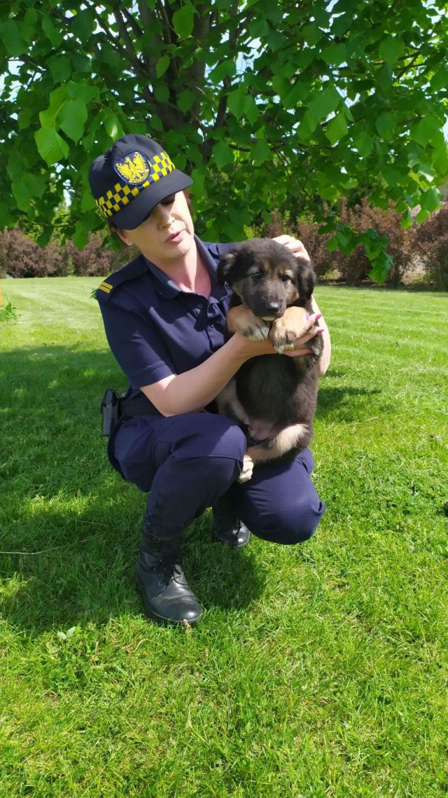 Chodzili i szukali, skąd dochodzi pisk zwierzęcia. W ziemnej jamie ...