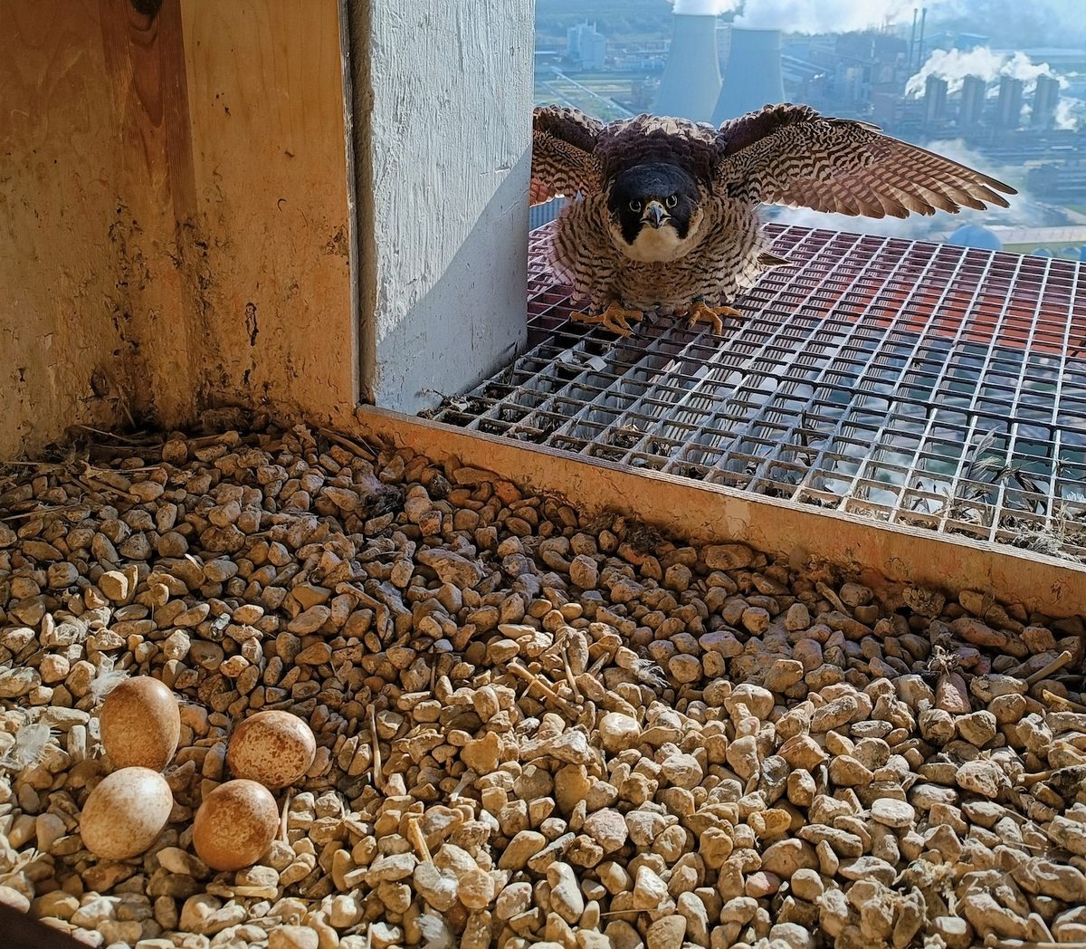 Nie tylko lubelskie sokoły spodziewają się potomstwa. W Puławach samica ...