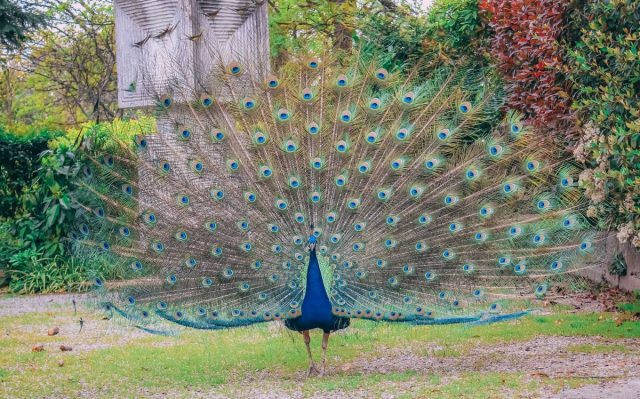Egzotyczne Pawie w naszym ogrodzie : Lublin112.pl – Wiadomości z ...