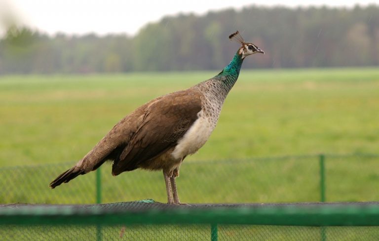Egzotyczne Pawie w naszym ogrodzie : Lublin112 – Wiadomości z Lublina i ...