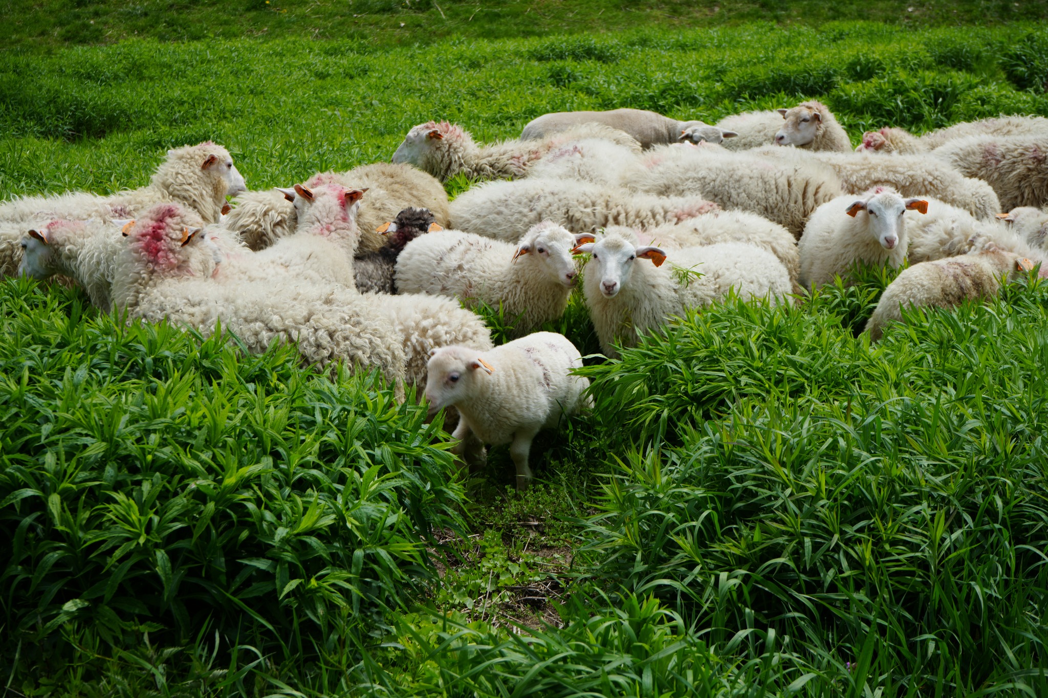 Do lubelskiego skansenu przyjechało stado owiec. Zwierzęta mają ważne ...