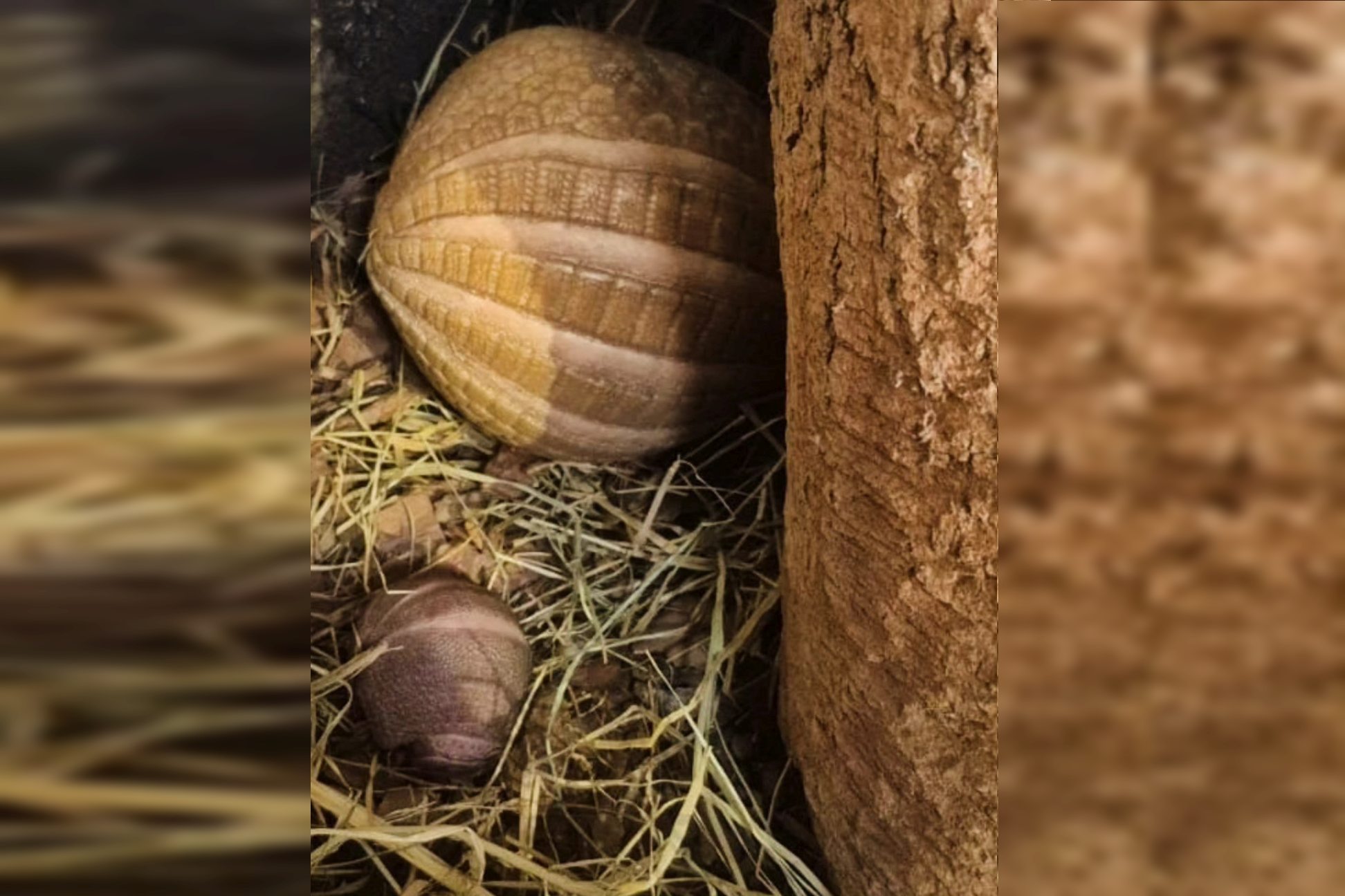 Samica bolity południowego nagle schudła. W zamojskim zoo pojawił się ...